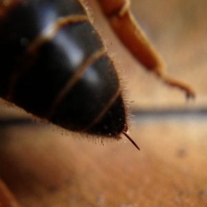 6 LUCRURI PE CARE NU LE ȘTIAȚI DESPRE MĂTCI - Apis Donau Romania