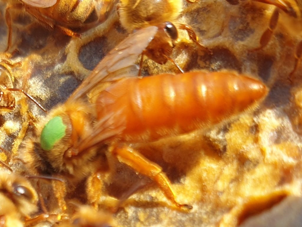 Matci Italiene (Ligustica ) inseminate artificial | Apis Donau