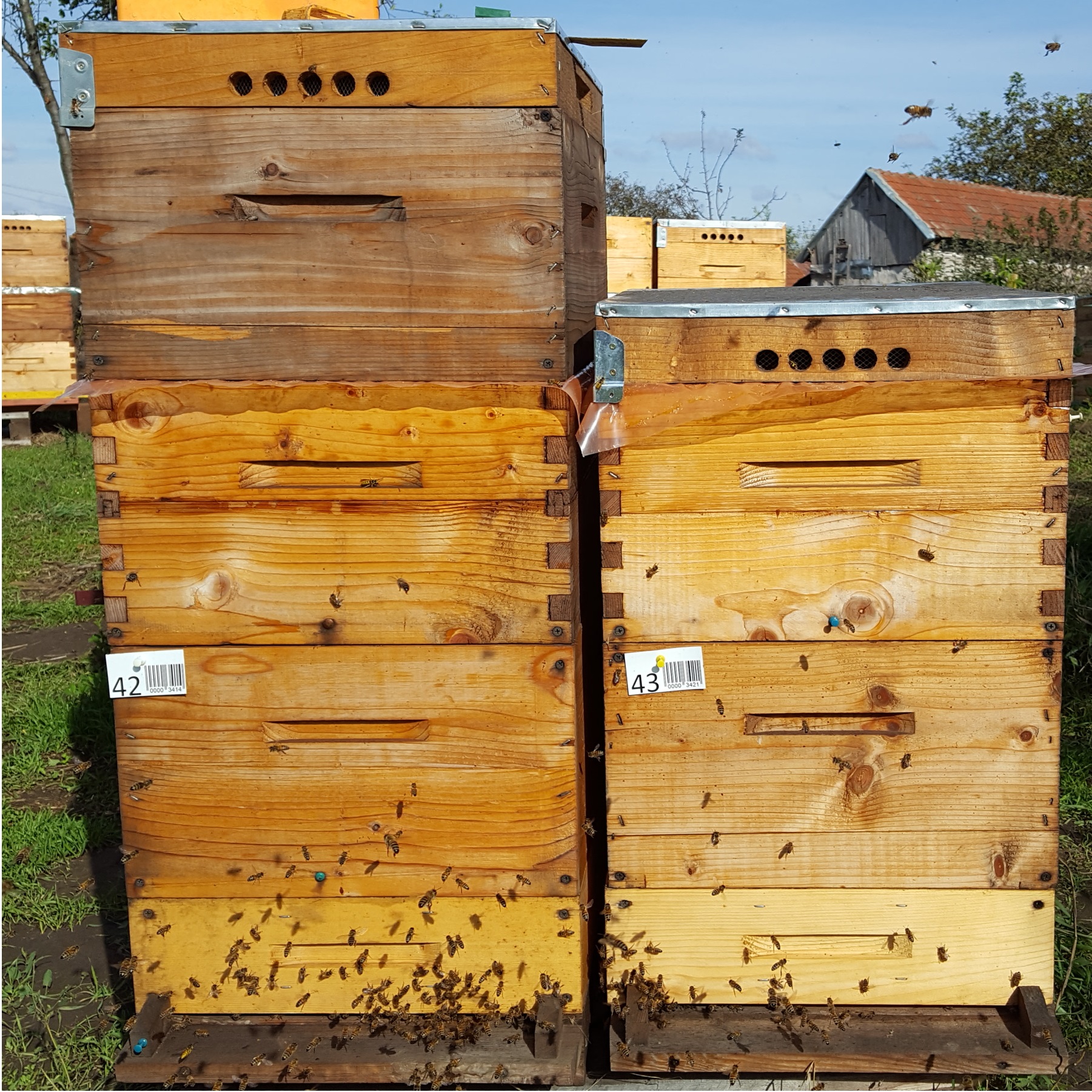 Matci Imperecheate si Inseminate | Roiuri si Familii de albine - Apis Donau