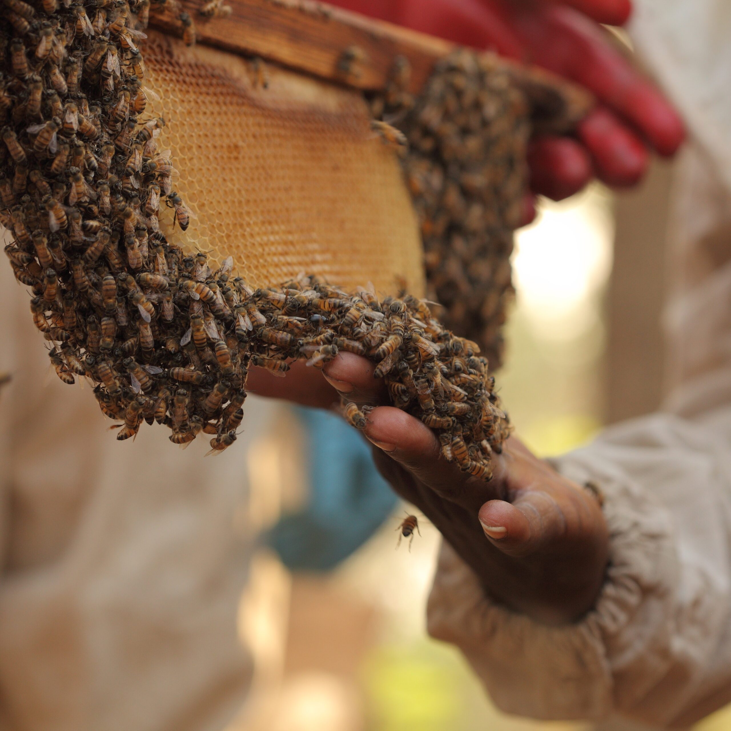 Blogul Apicultorului - Apis Donau | Iubim albinele din 1905