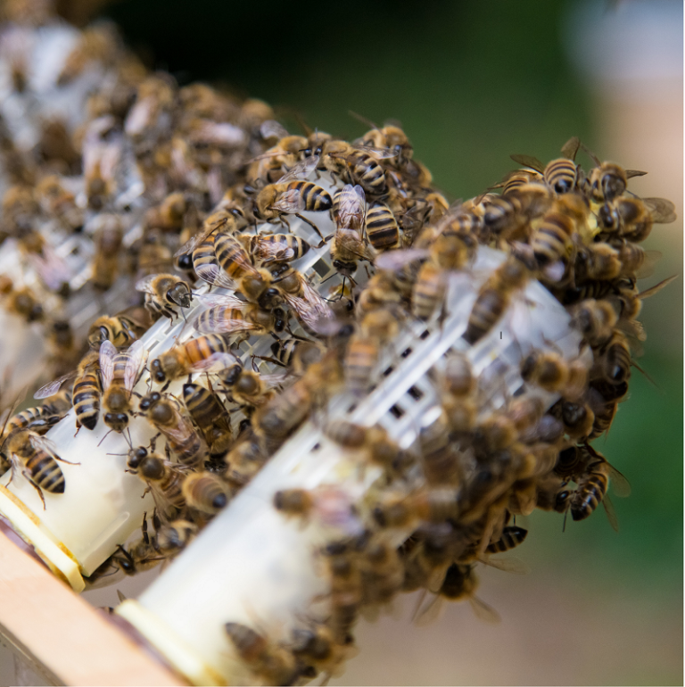 Apis Donau - Matci Selectionate si Imperecheate de vanzare