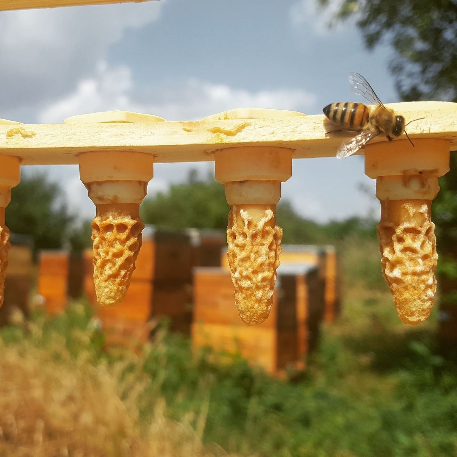 Apis Donau - Matci Selectionate si Imperecheate de vanzare